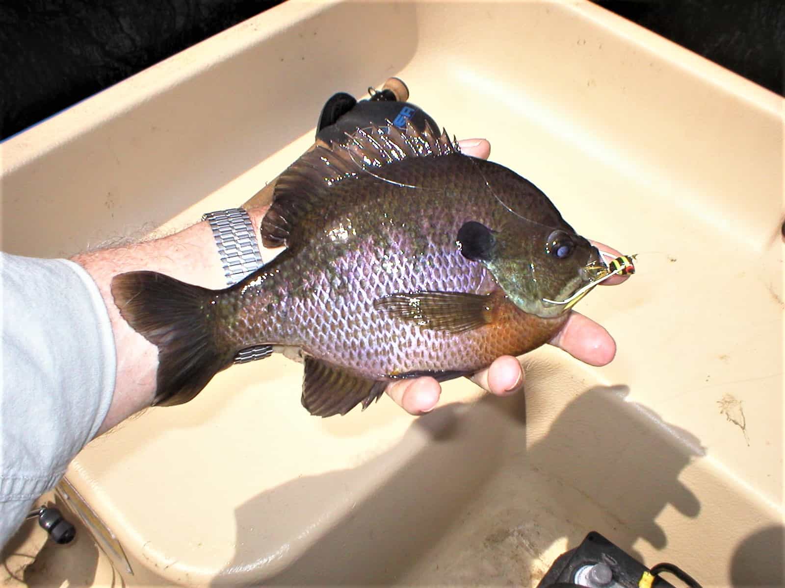 Maryland’s Best Sweetwater Fish - Bay Weekly