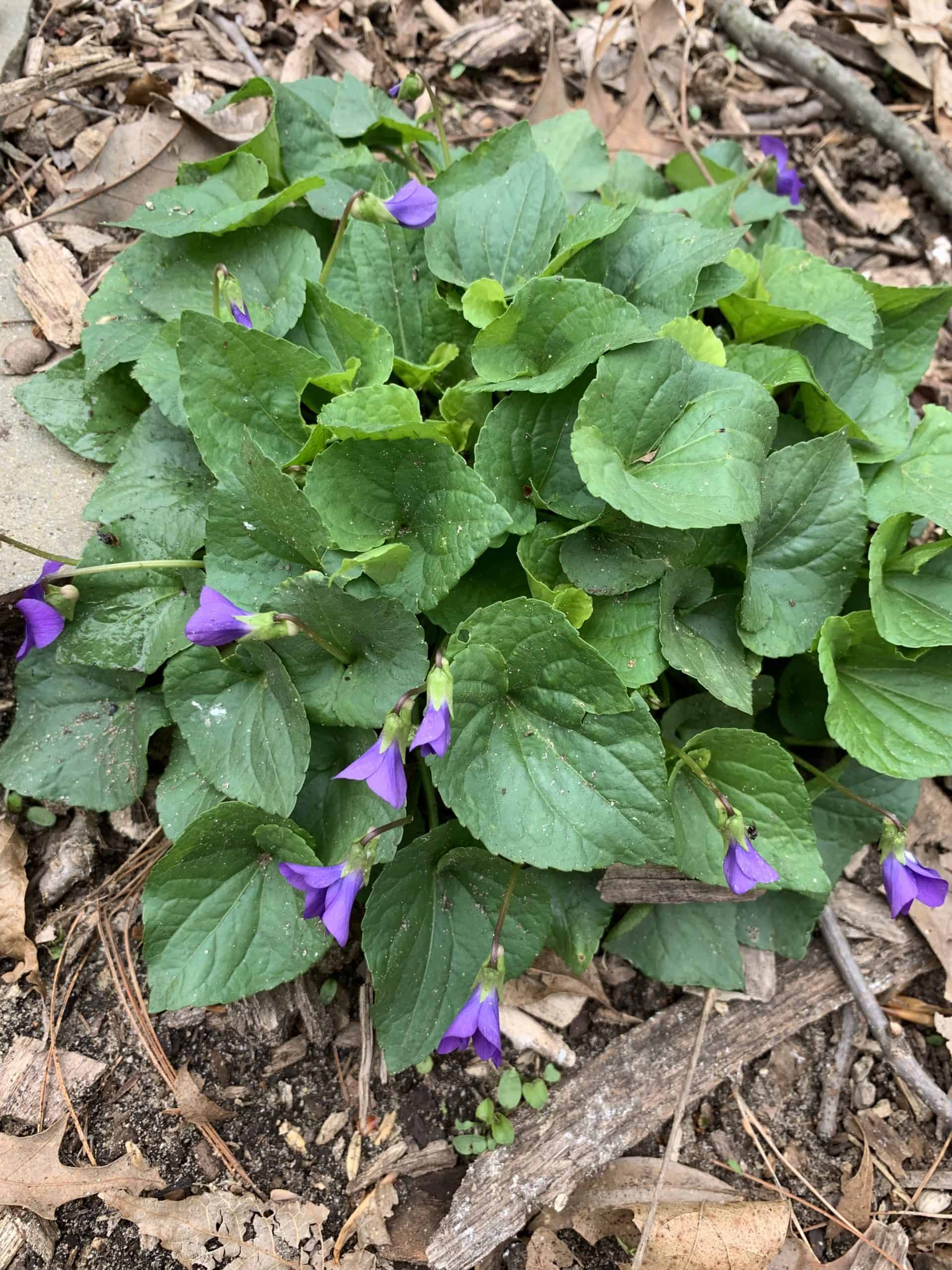 Violets: A Source of Spring Beauty, Health and Sweetness - Bay Weekly