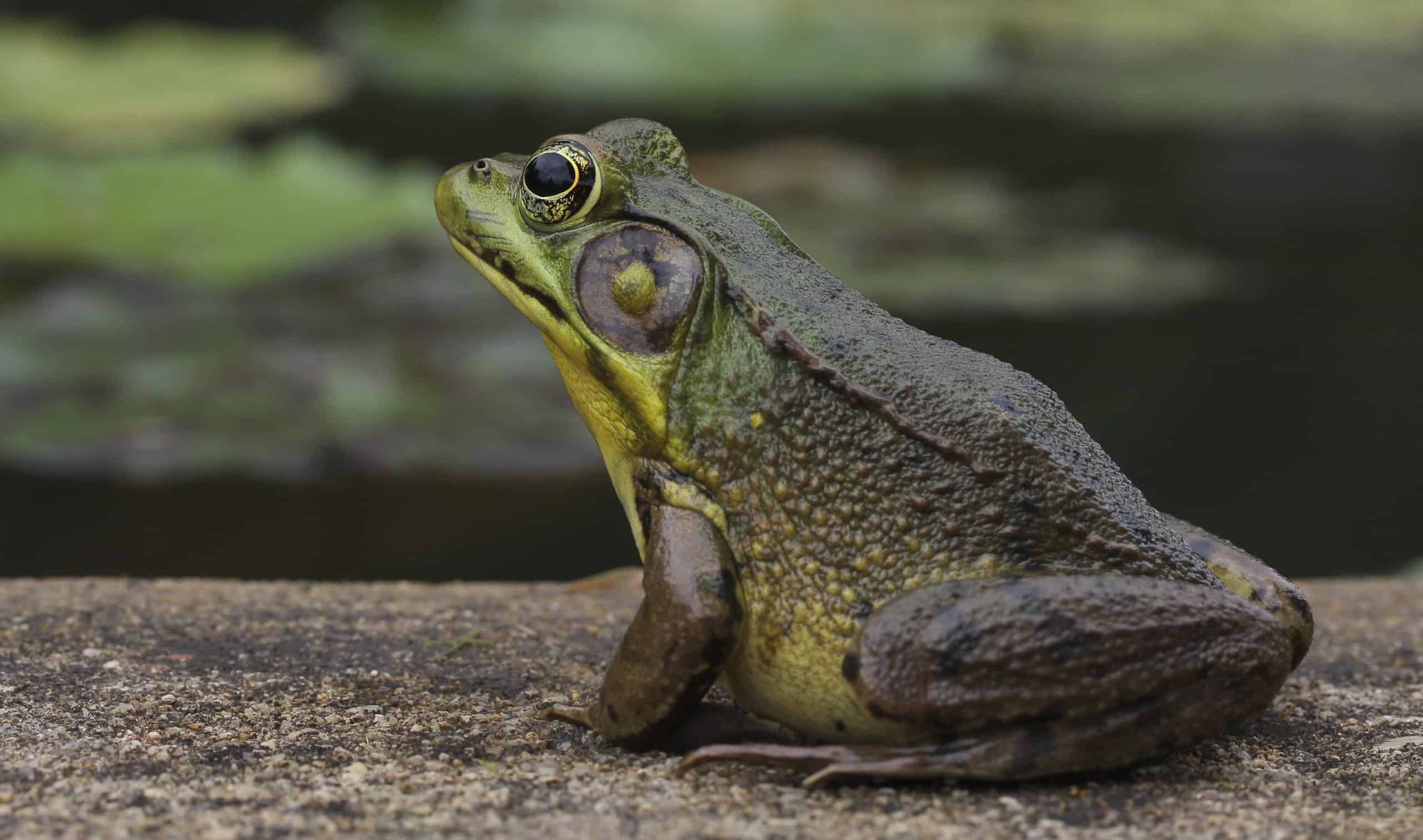 The Green Frog - Bay Weekly