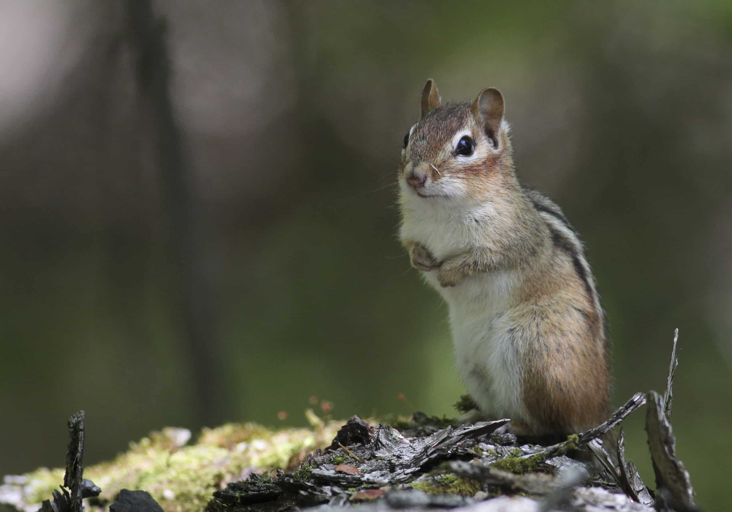 Creature Feature - Bay Weekly