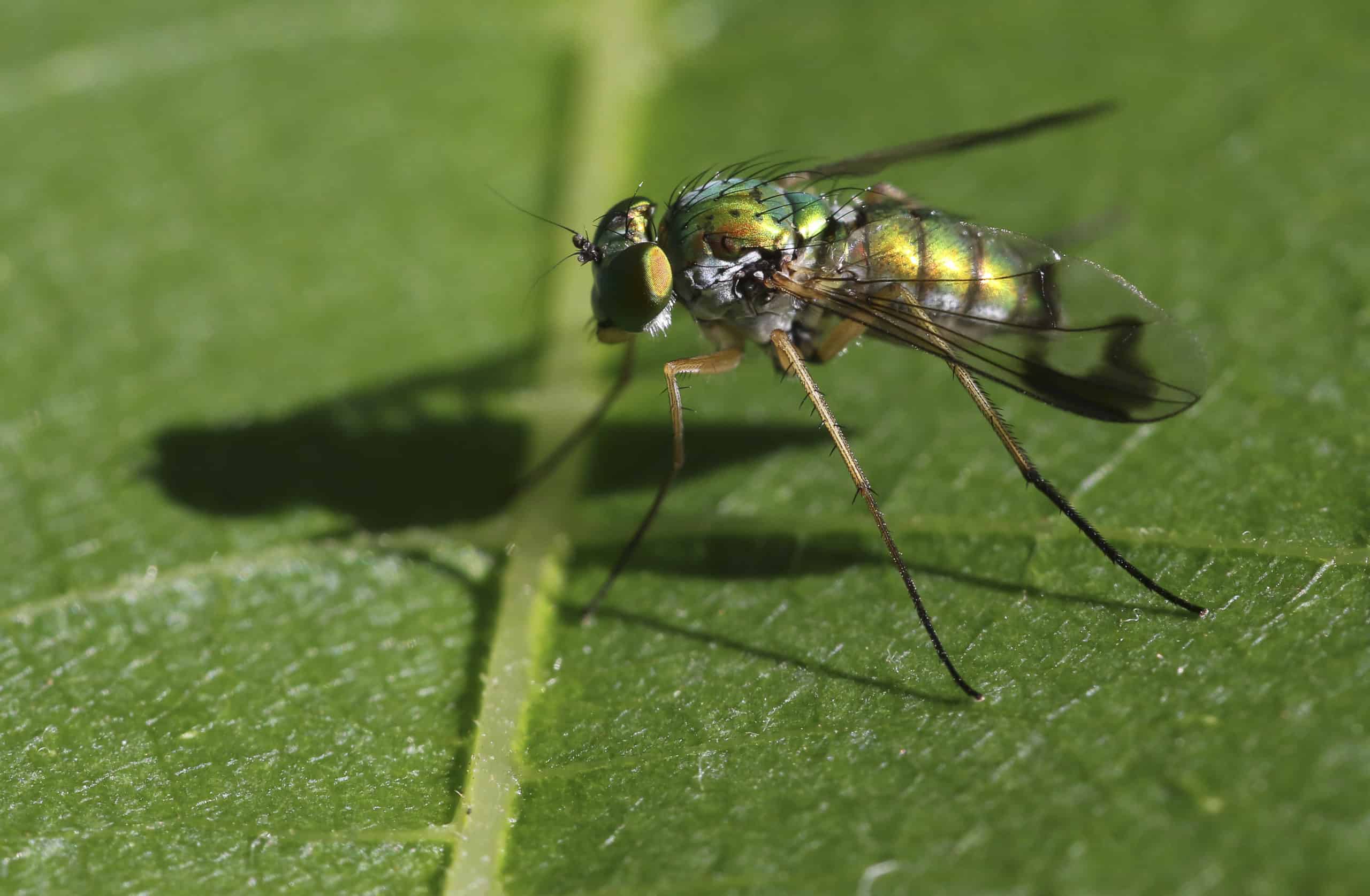 Creature Feature - Bay Weekly