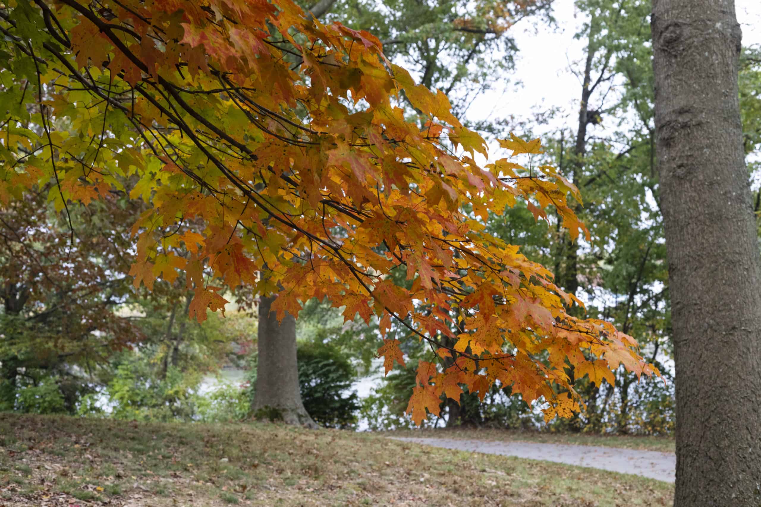 Autumn in Maryland - Bay Weekly