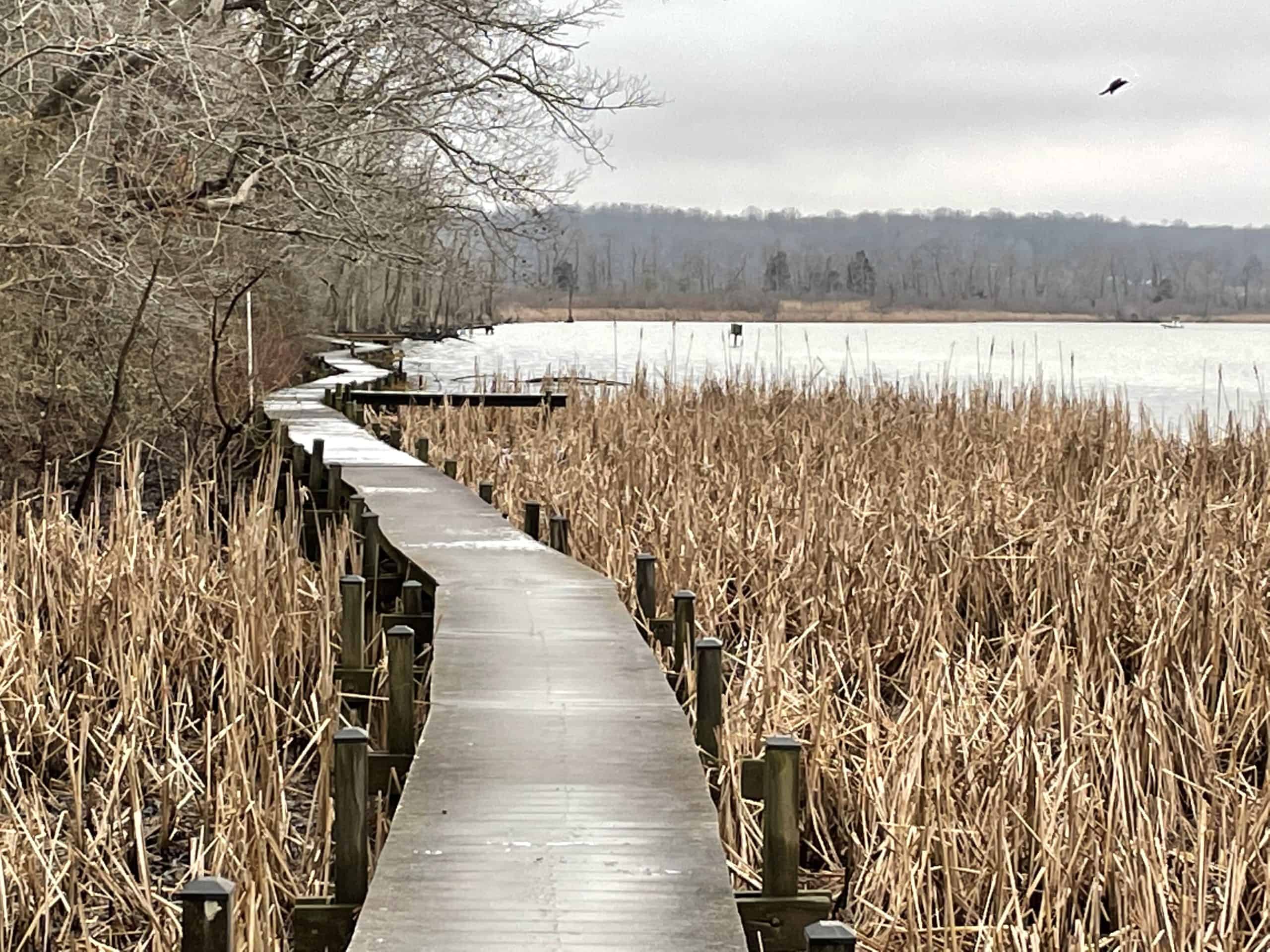 A Field Trip to Jug Bay - Bay Weekly