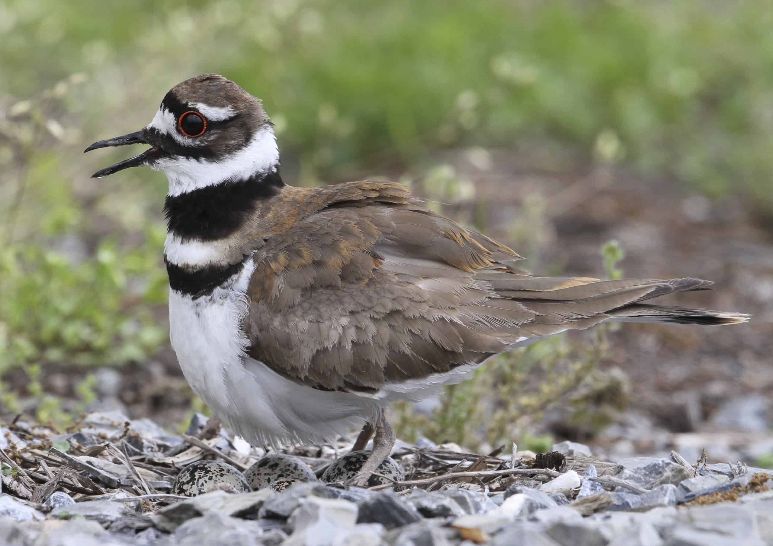 Creature Feature - Bay Weekly