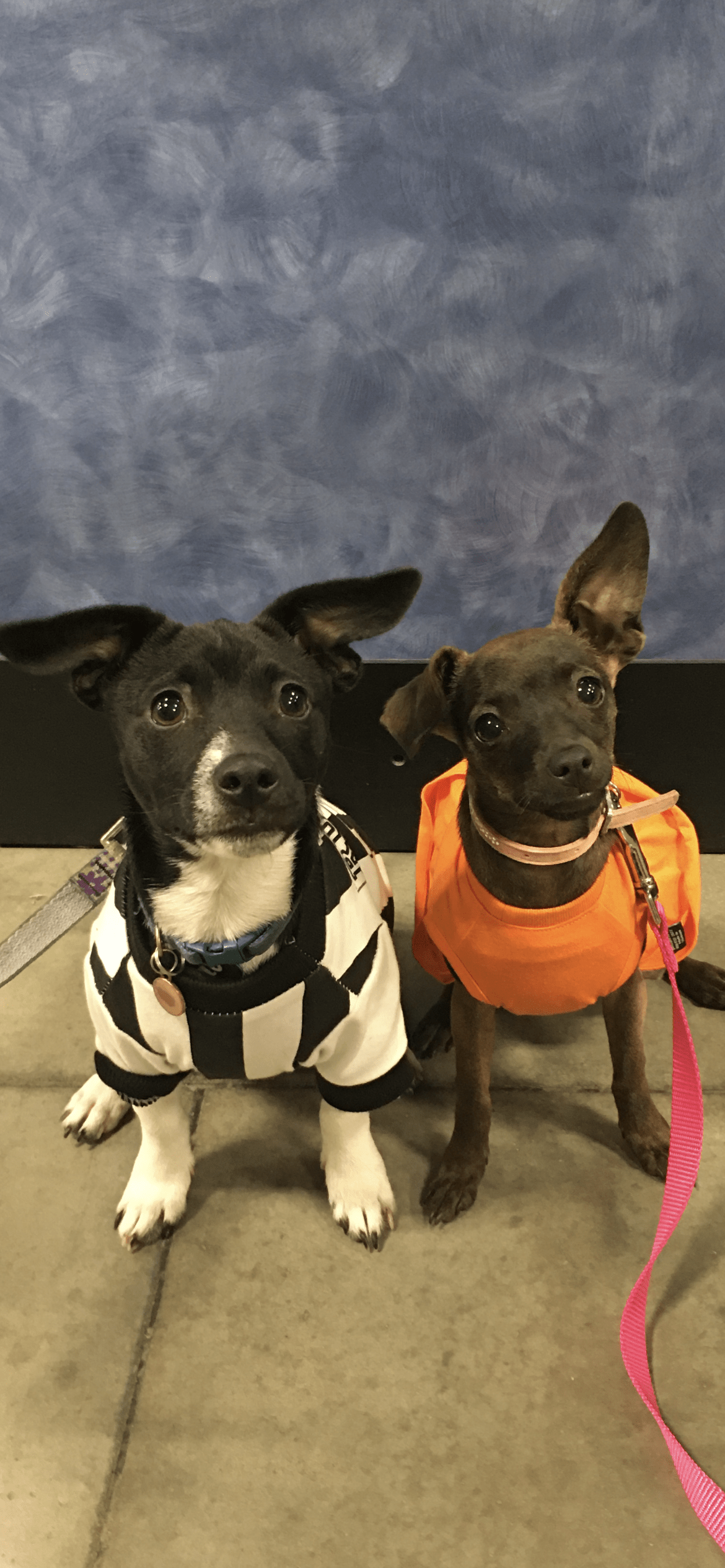 Pandemic Pet Tales - Bay Weekly