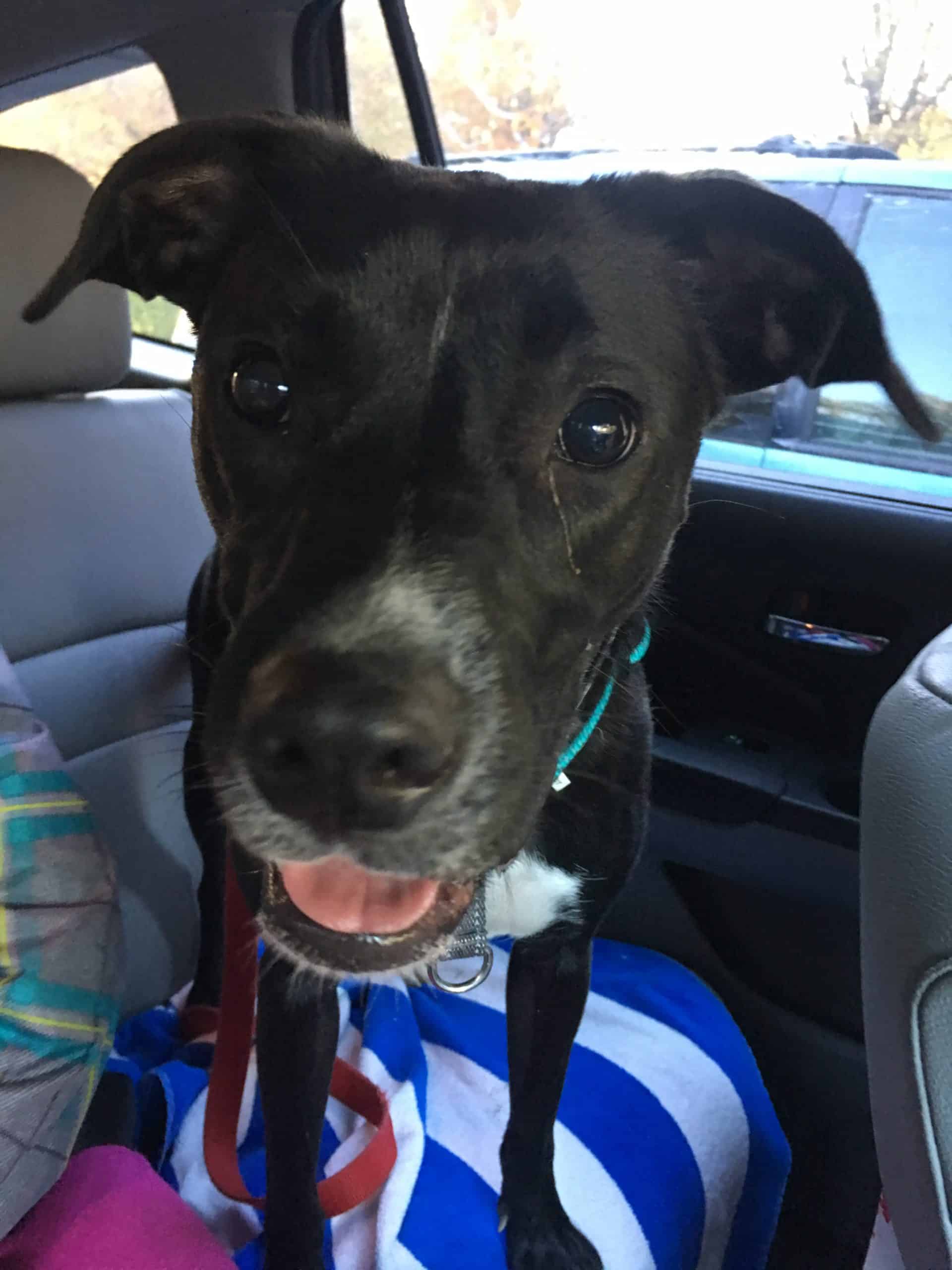 Pandemic Pet Tales - Bay Weekly