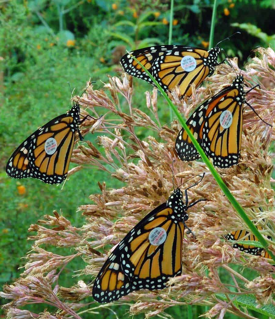 Maryland Monarchs Mount Momentous Migration - Bay Weekly