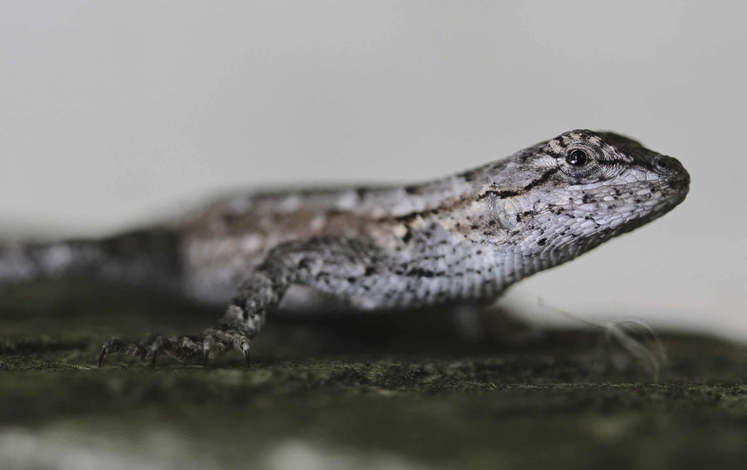 Creature Feature - Bay Weekly