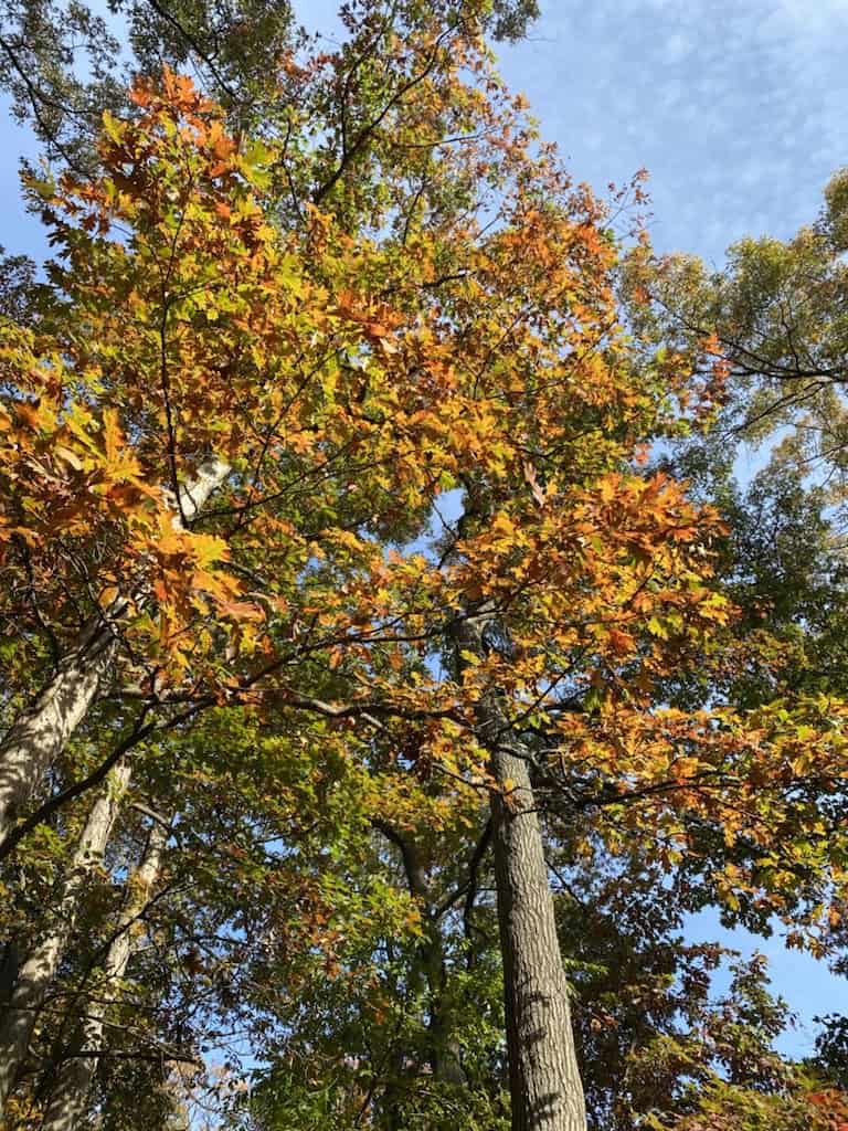 In Appreciation of Leaves - Bay Weekly