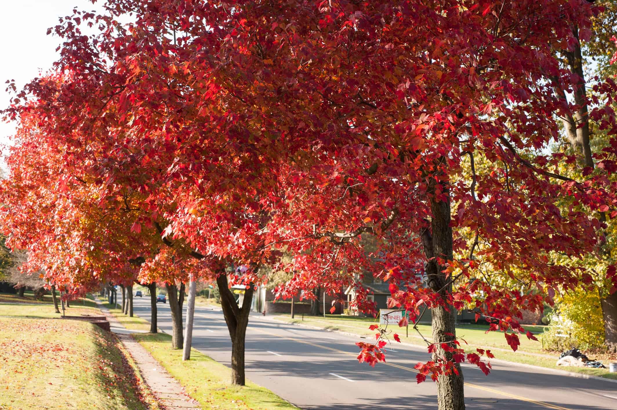 PEAK WEEK - Bay Weekly