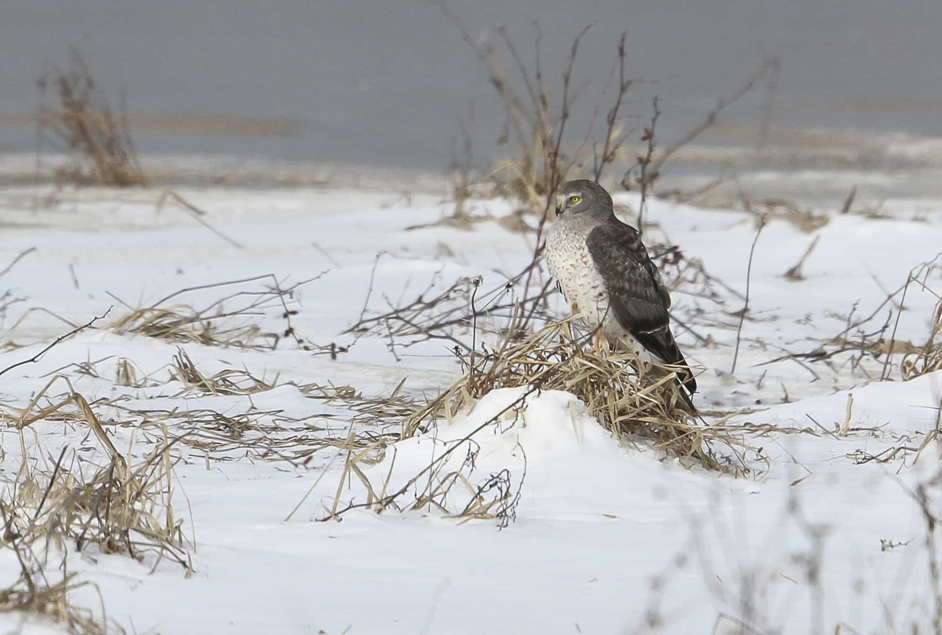 Creature Feature - Bay Weekly