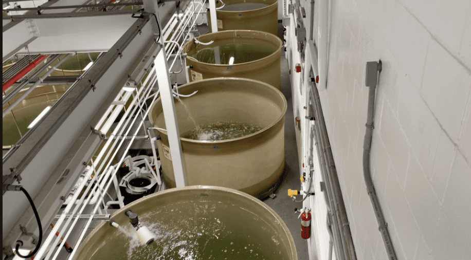 Behind the Scenes at Ferry Cove Shellfish - Bay Weekly