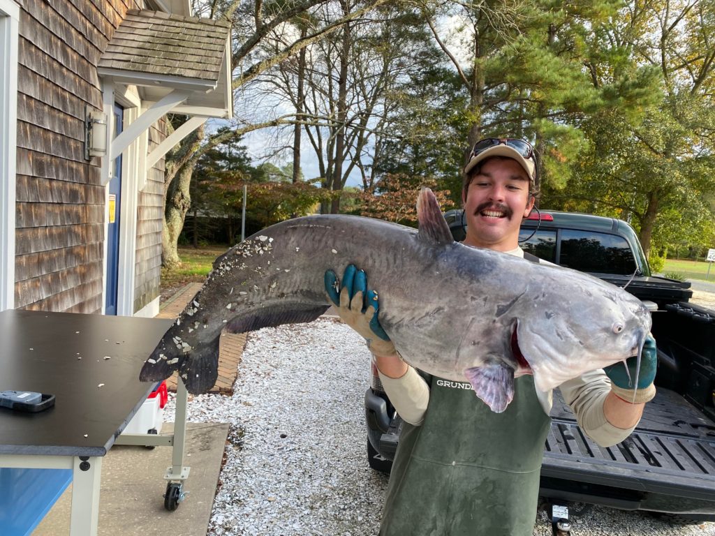 Blue Catfish Caught with Shocking Last Meal - Bay Weekly