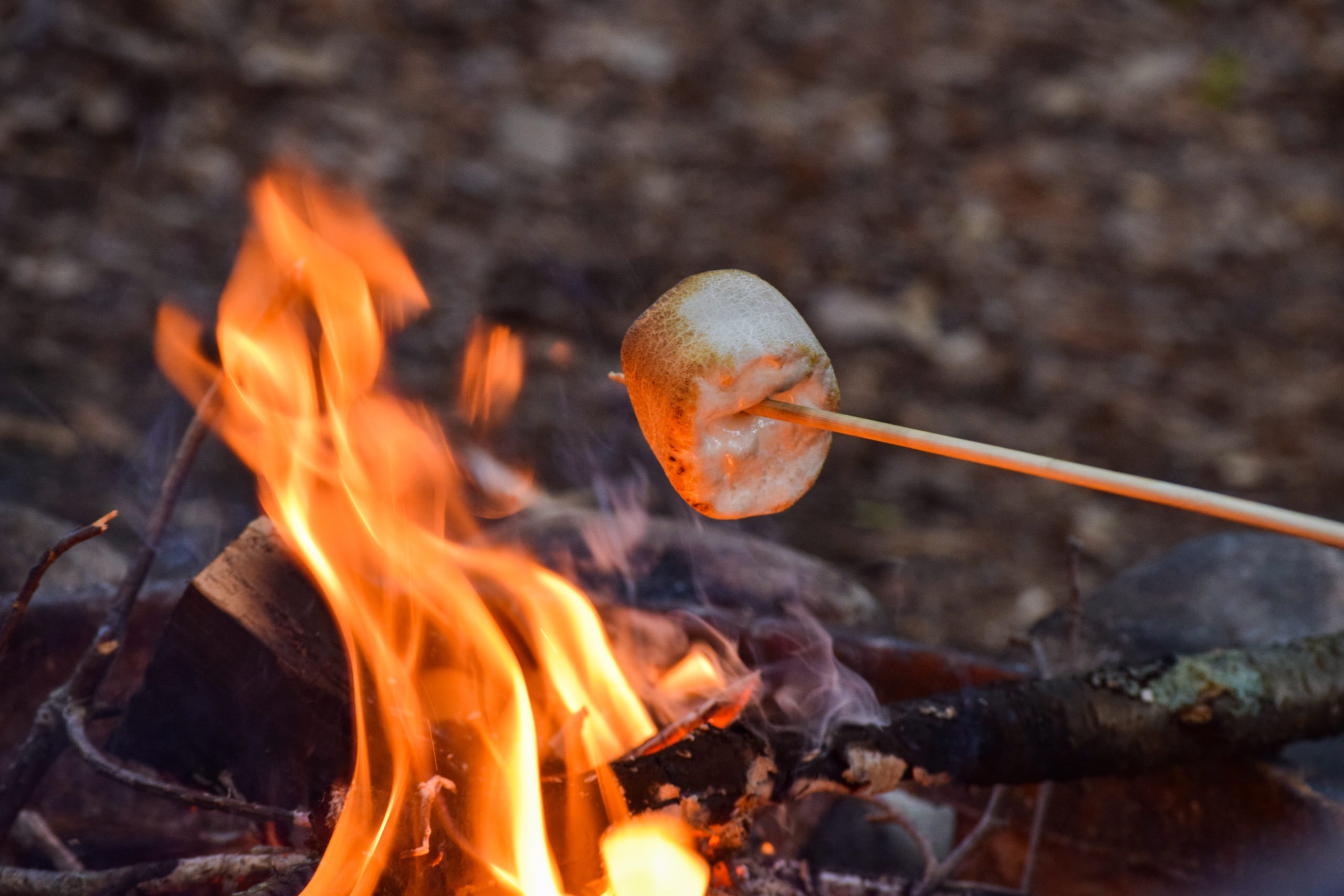 CBM Bay Weekly Camp Guide 2022 - Bay Weekly