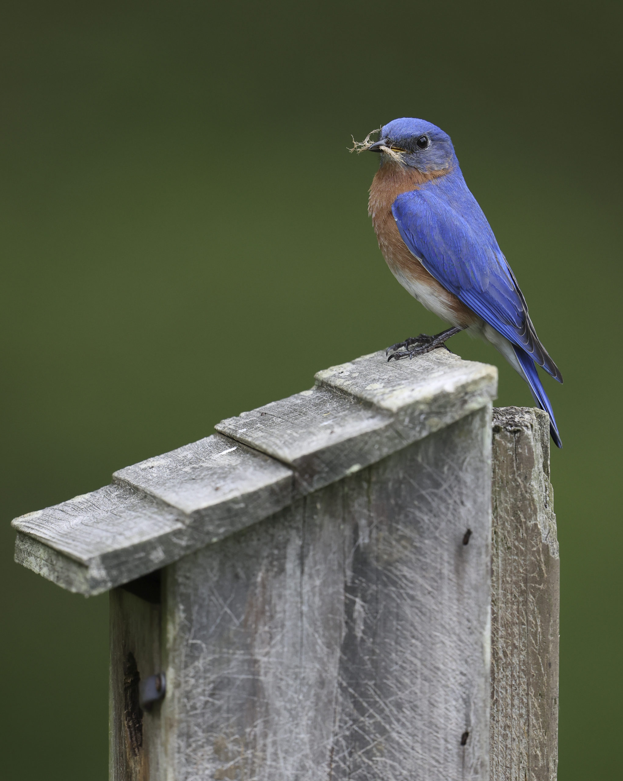 Creature Feature: A Home of Their Own for Spring - Bay Weekly