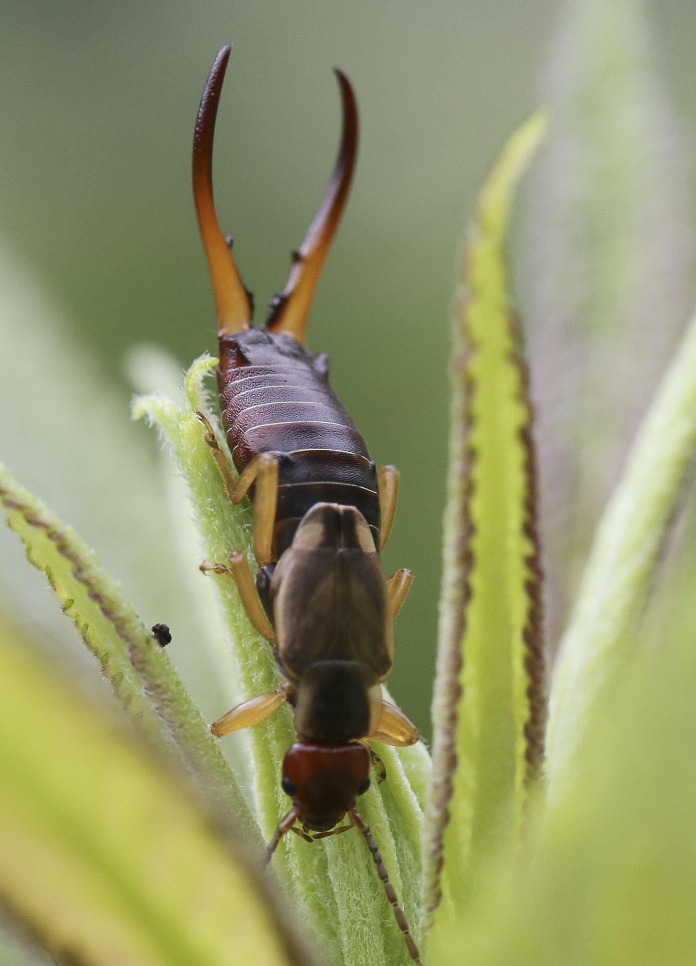 An Insect From a Horror Movie? - Bay Weekly