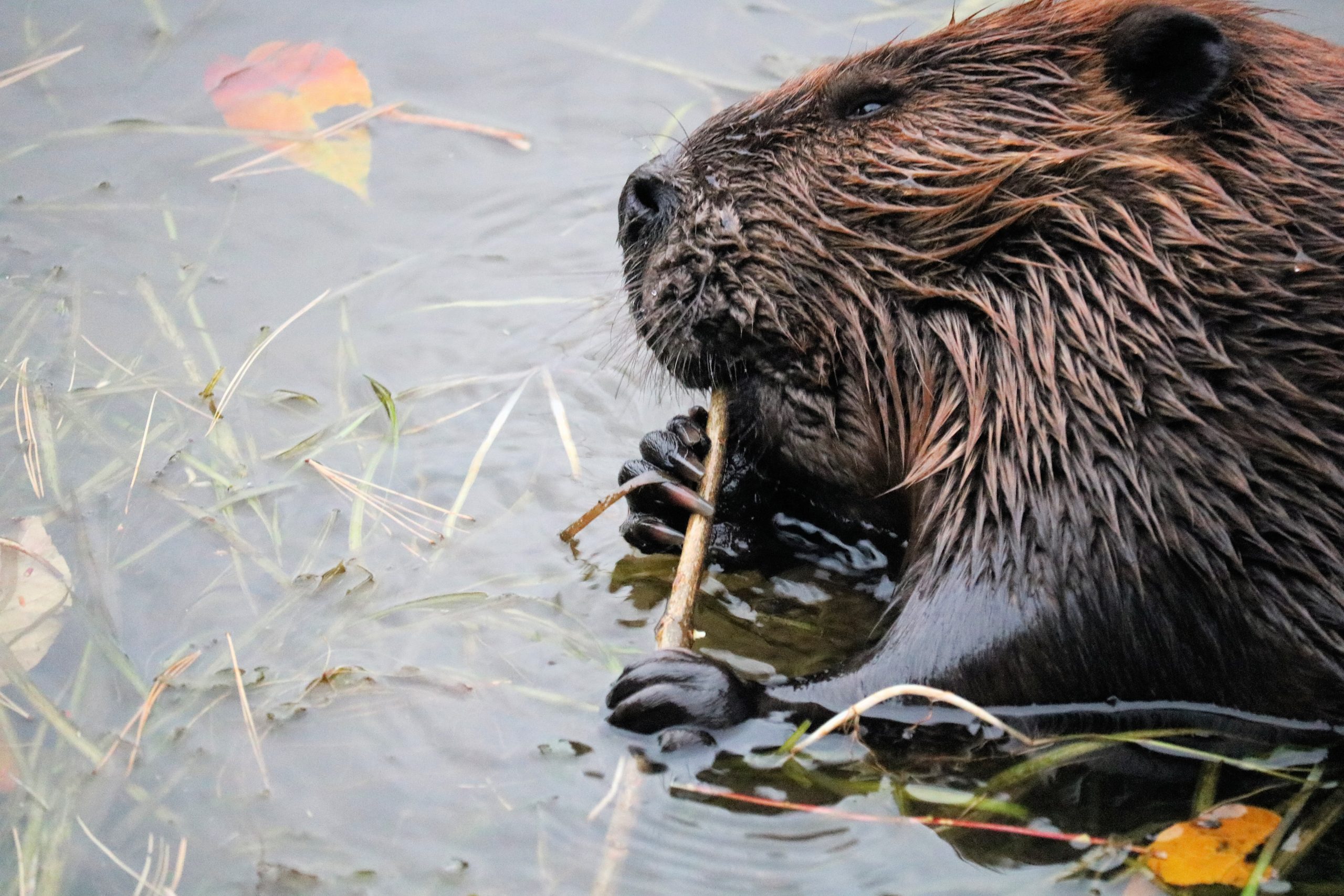 Learning from Beavers - Bay Weekly