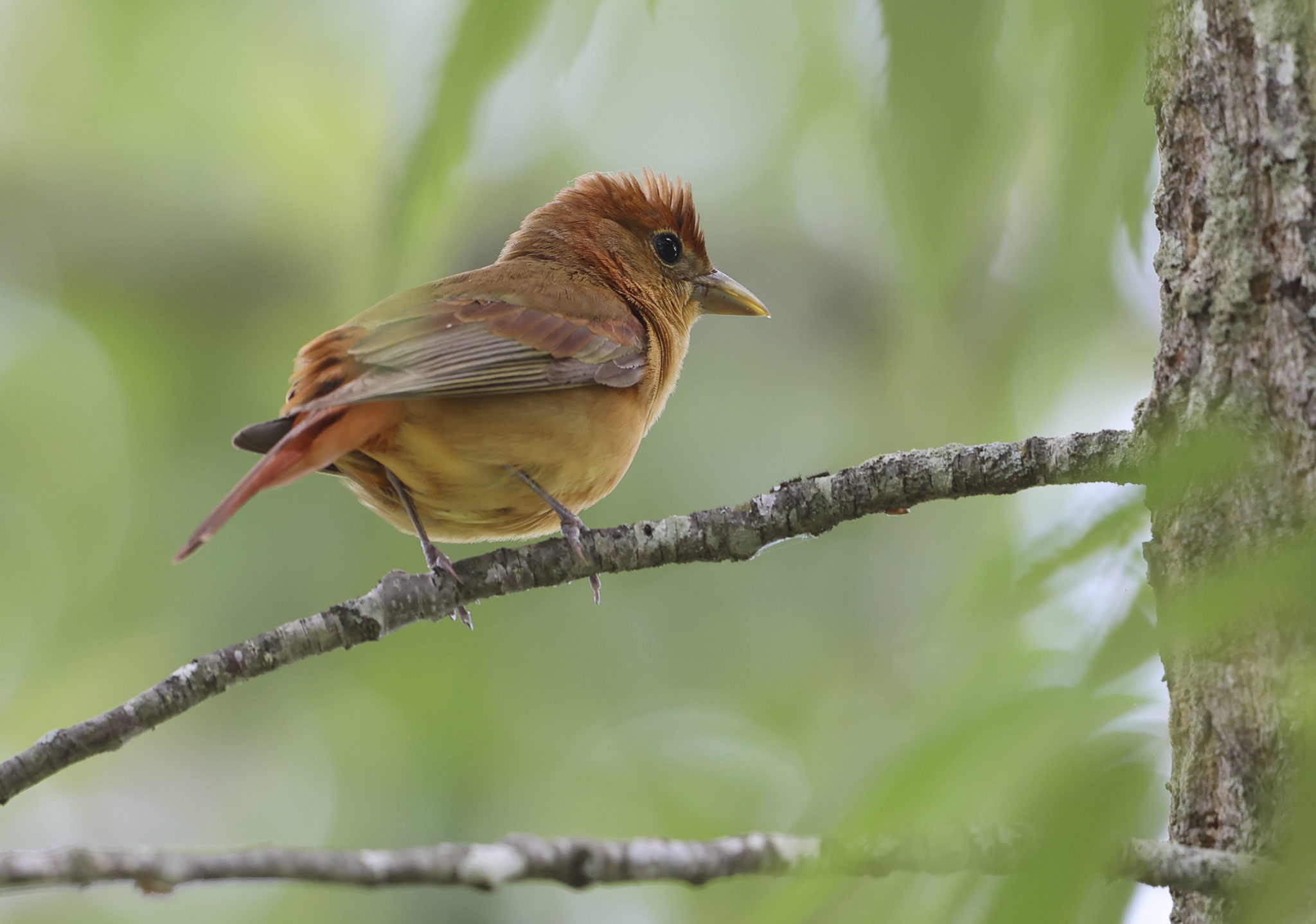 Summer Tanagers: All Red for Summer - Bay Weekly