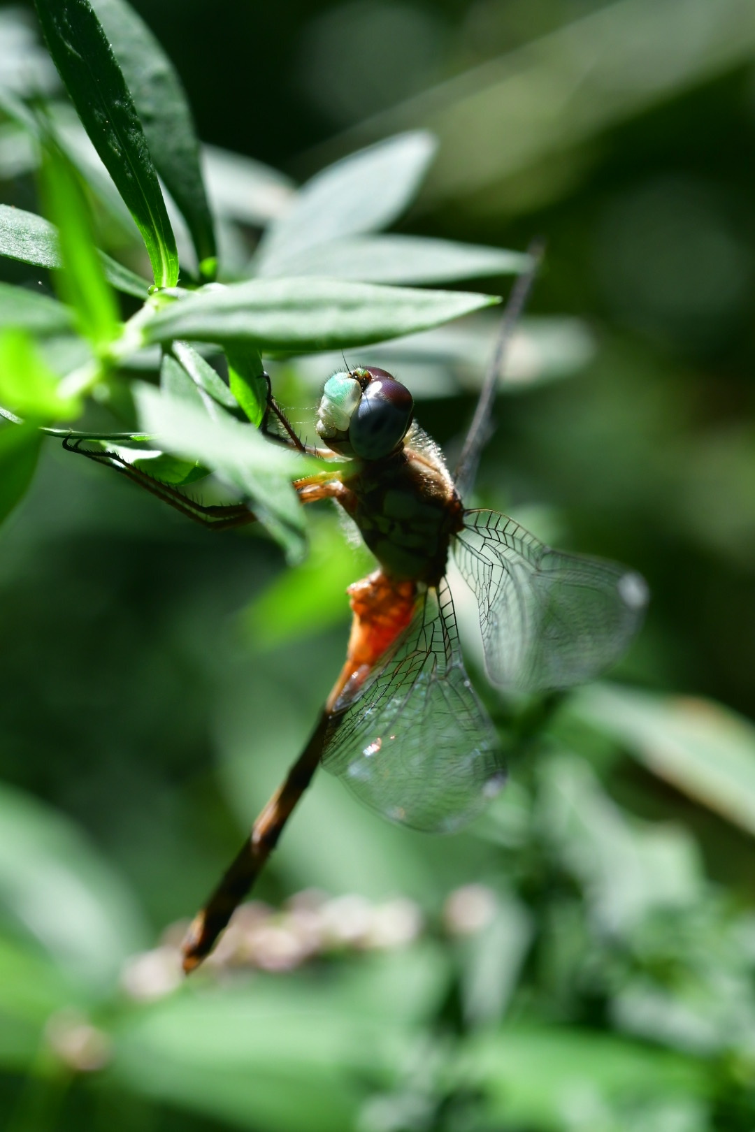 On the Hunt for Biodiversity - Bay Weekly