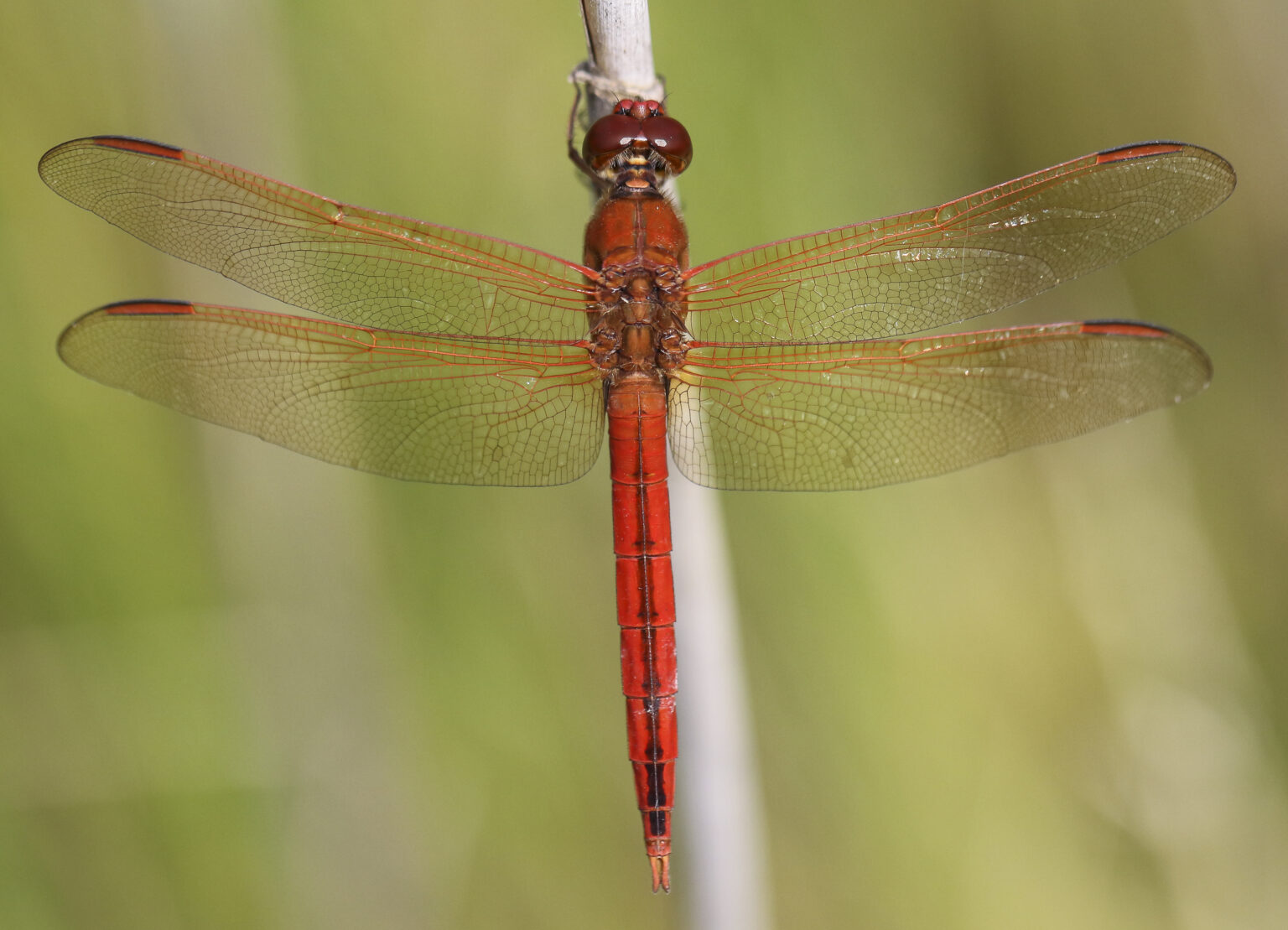 Photo Tips for Shooting Insects - Bay Weekly