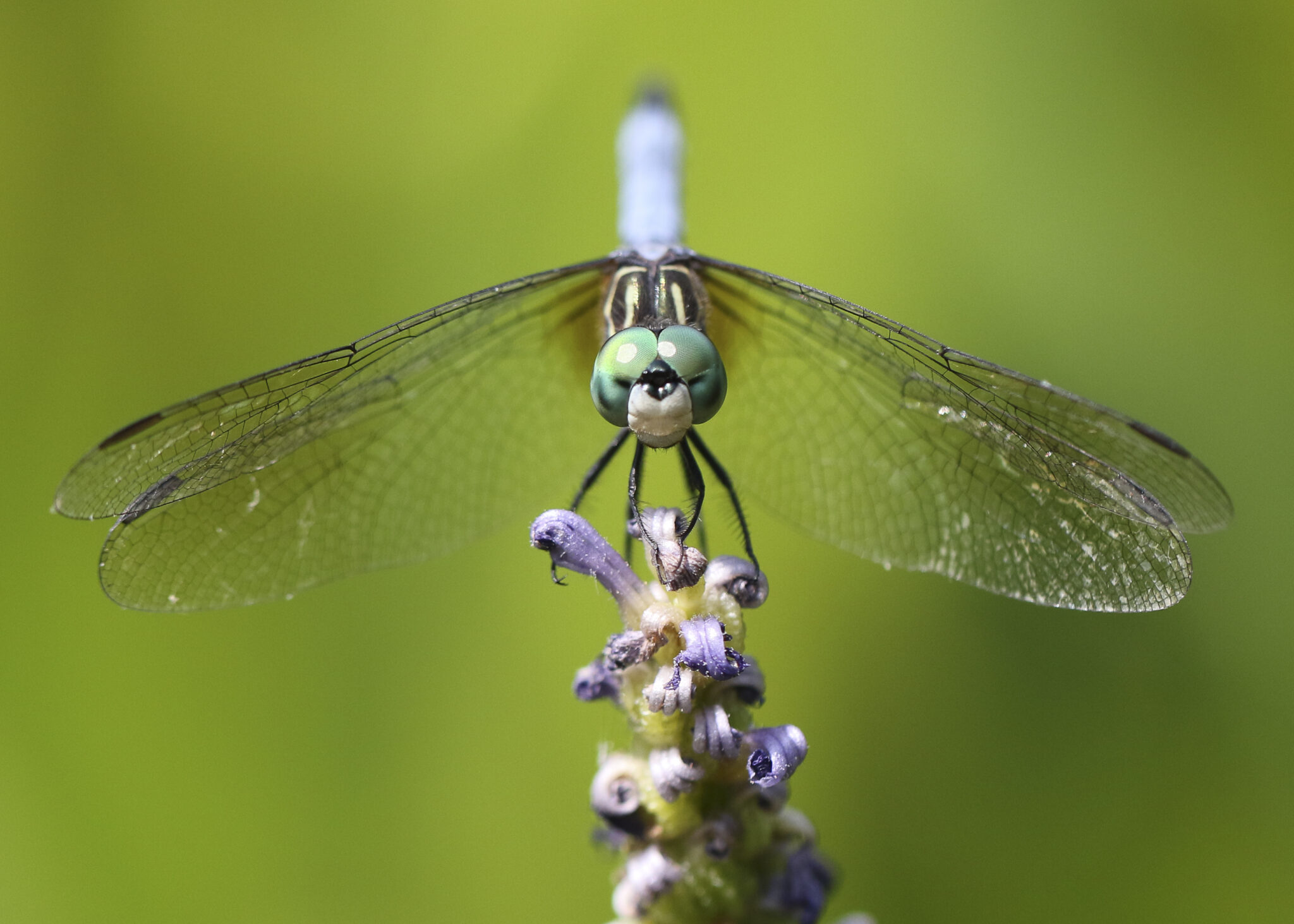 Photo Tips for Shooting Insects - Bay Weekly