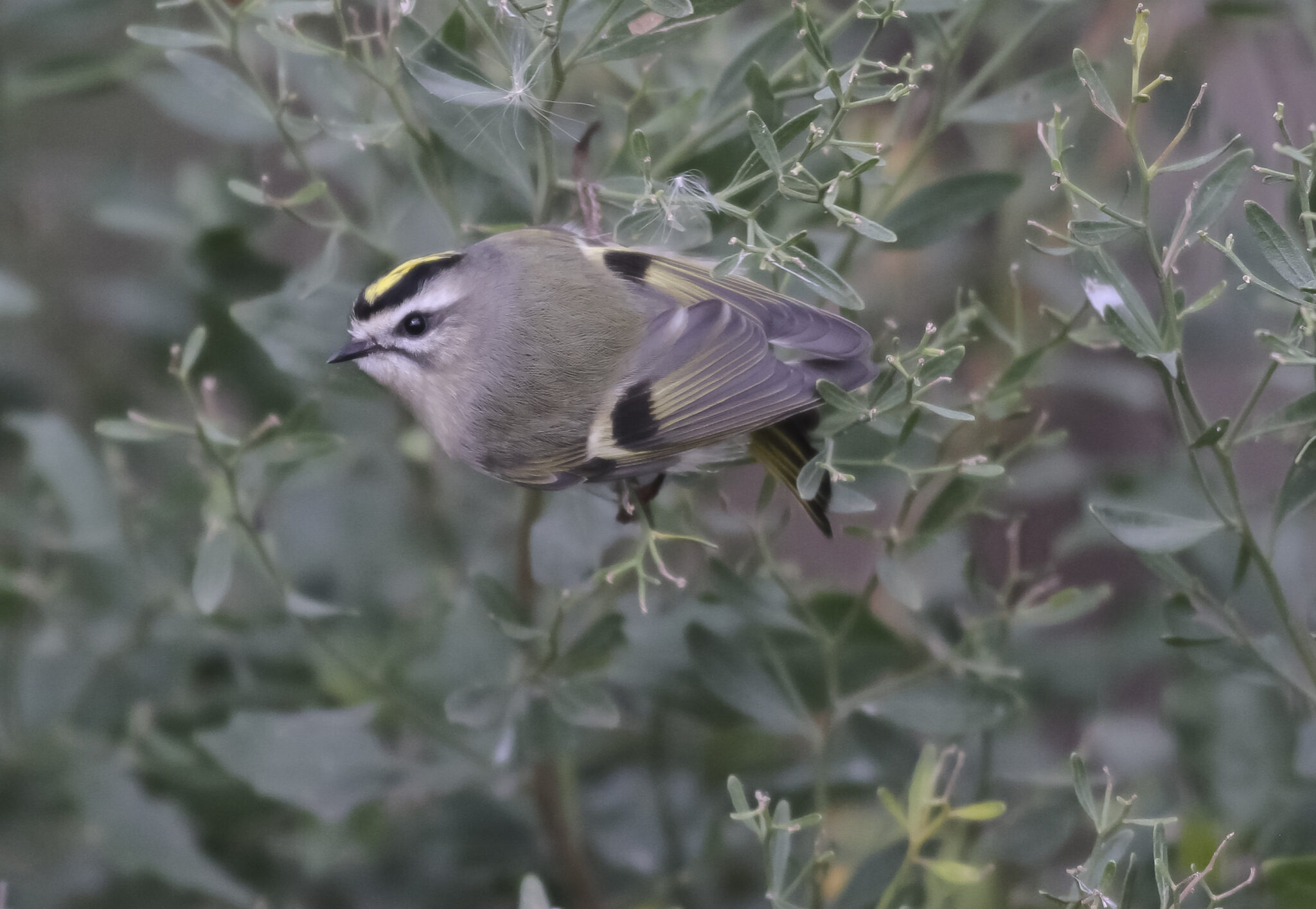 Meet the Kinglets - Bay Weekly