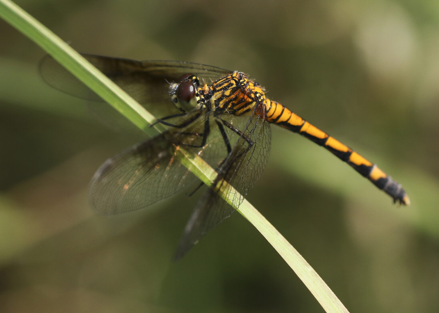 Photo Tips for Shooting Insects - Bay Weekly