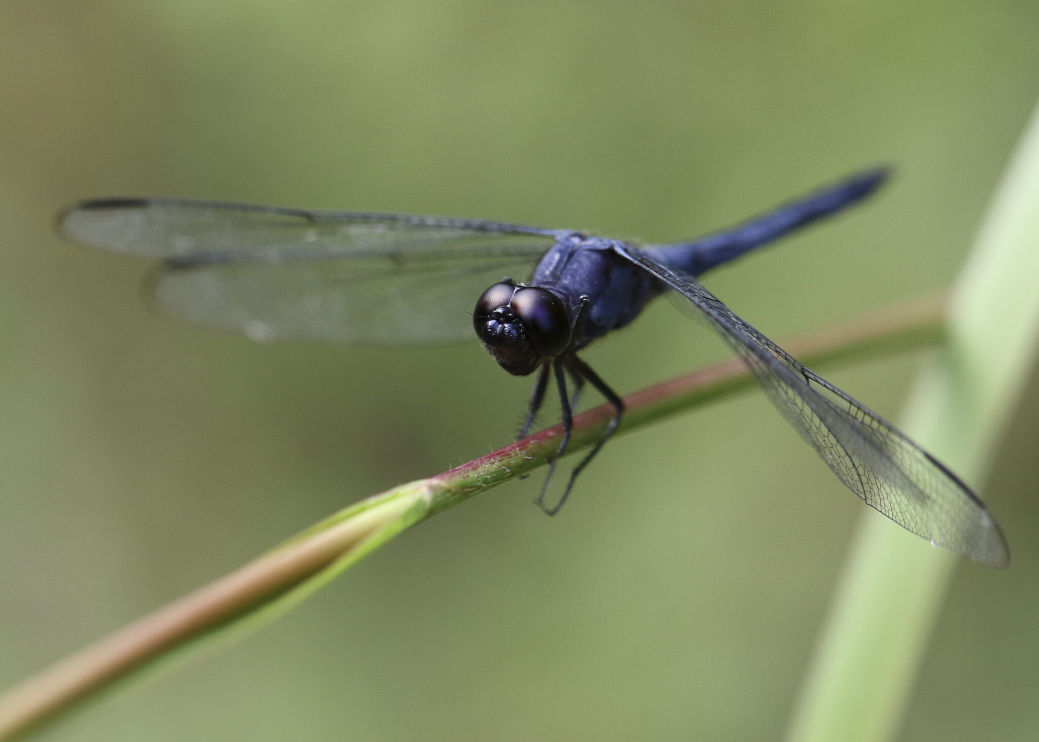 Photo Tips for Shooting Insects - Bay Weekly