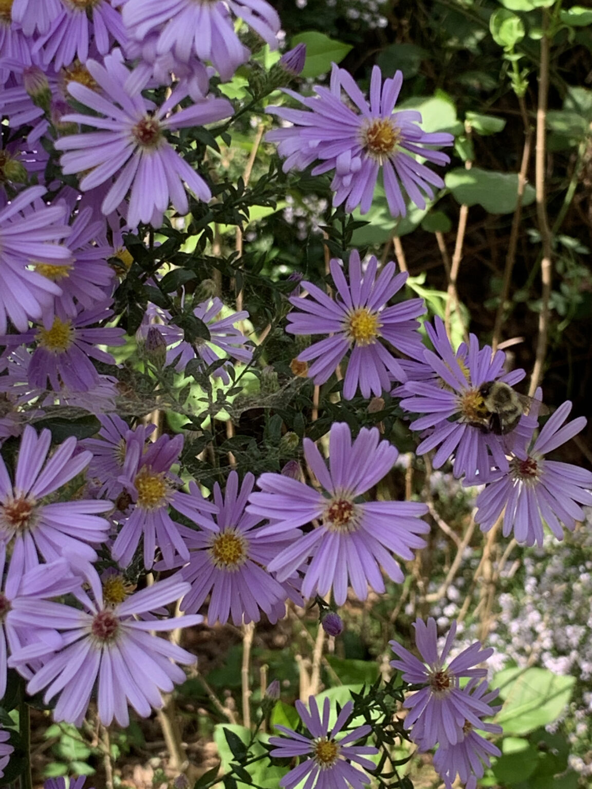 Awesome Asters Take Center Stage - Bay Weekly