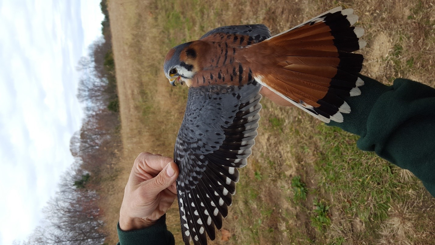 Put a Ring on It: Banding Raptors in Calvert - Bay Weekly